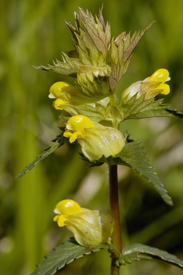 Yellow Rattle stock image. Image of little, rhinanthus - 64471643