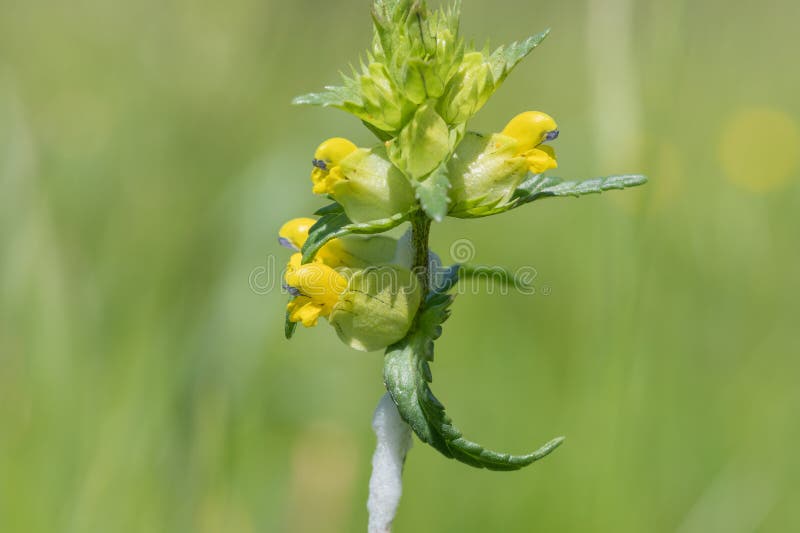 Yellow Rattle (rhinanthus Minor) Plant Stock Photo - Image of minor ...