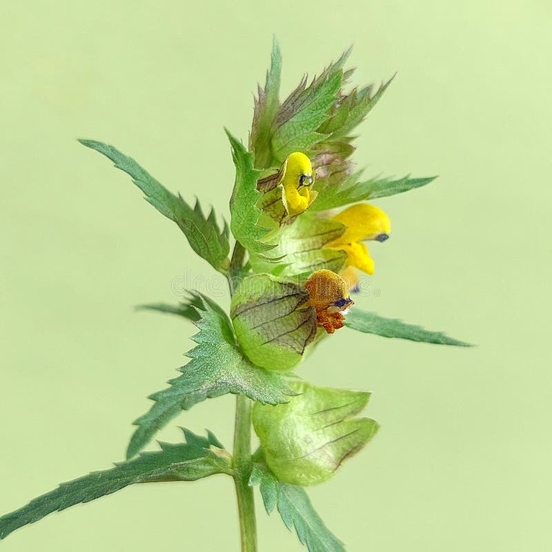 Rhinantus Stock Illustrations – 2 Rhinantus Stock Illustrations ...