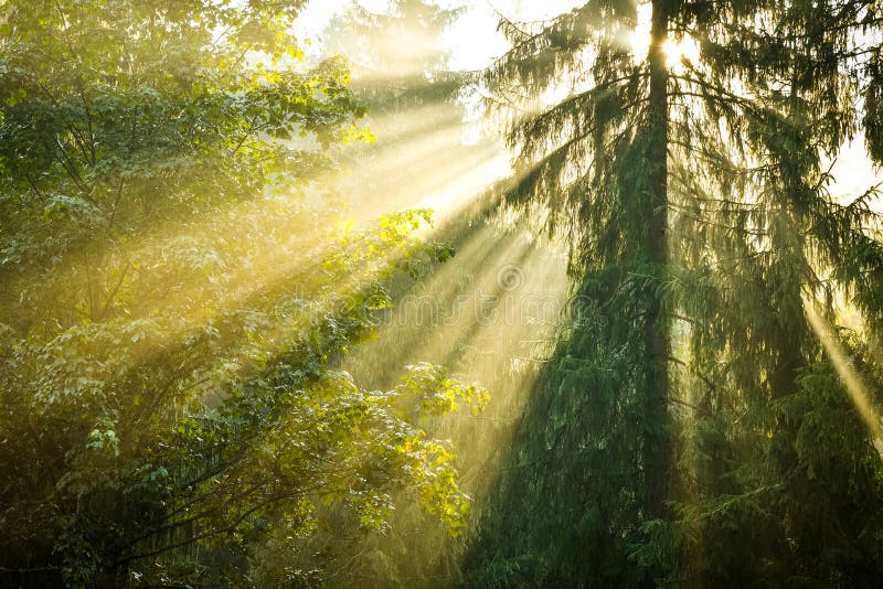 Ray lights in pine forest stock image. Image of misty - 113132609