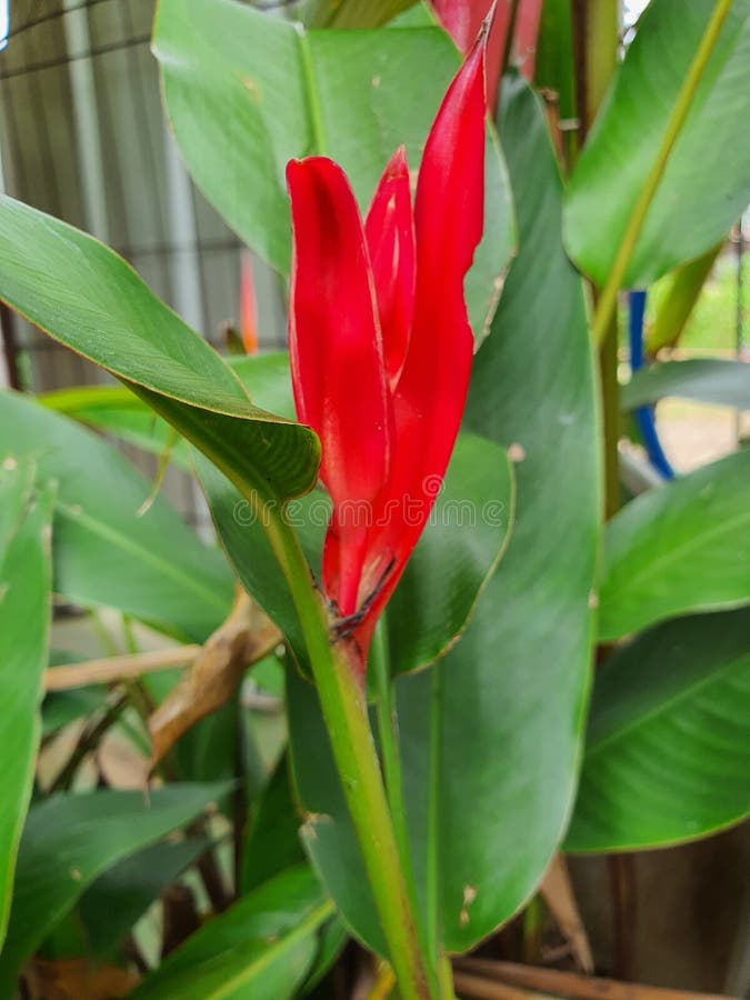 Yellow and Read Flower in the Garden Stock Photo - Image of leaves ...