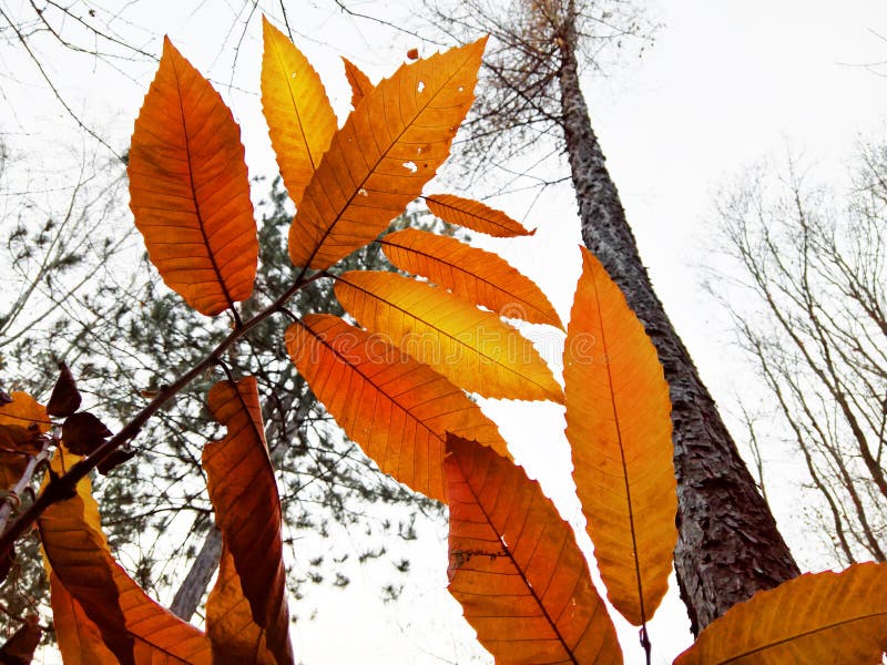 Yellow and Read Leaves in Fall with Tall Trees Stock Photo - Image of ...