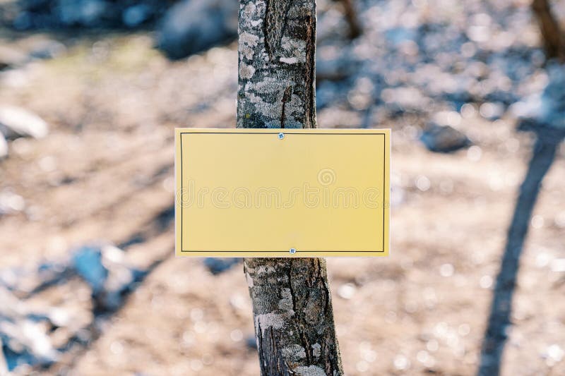 Yellow Rectangular Blank Sign Hanging on a Tree in the Forest Stock ...