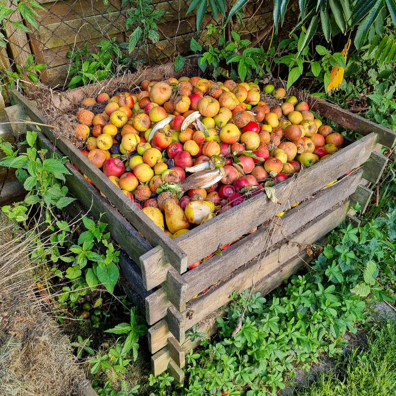 Apples at a compost heap stock photo. Image of crop - 287729848
