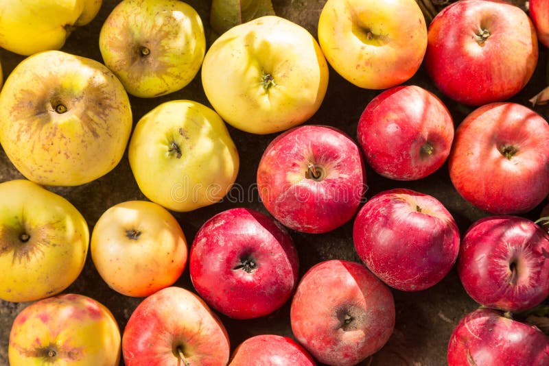 Yellow and red apples stock image. Image of arrangement - 34760819