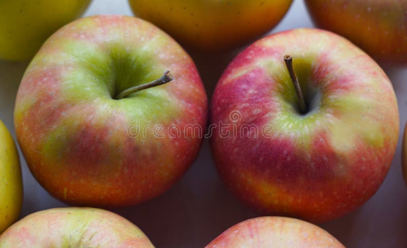 Yellow and Red Apples are Picked in Rows Stock Photo - Image of harvest ...