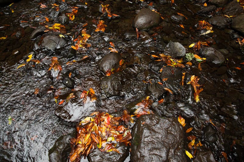 Autumn leaf detail stock photo. Image of beauty, full - 15930464