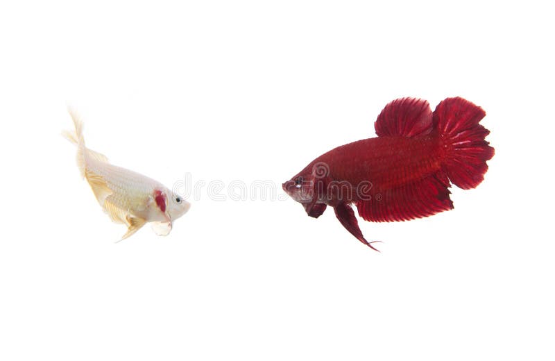 Yellow and Red Betta Fish on White Stock Image - Image of isolated ...