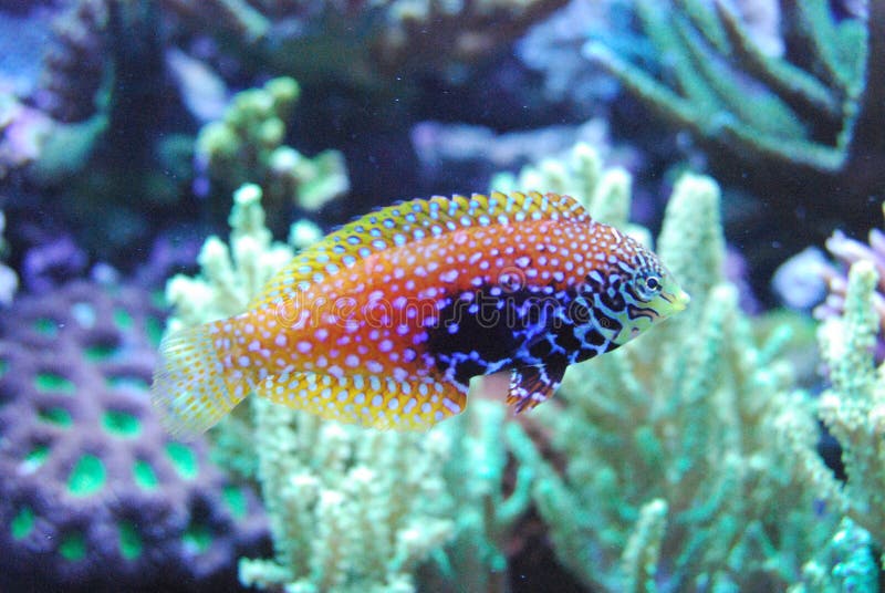 Yellow, Red, Black and Blue Stock Photo - Image of color, rocky: 1804588