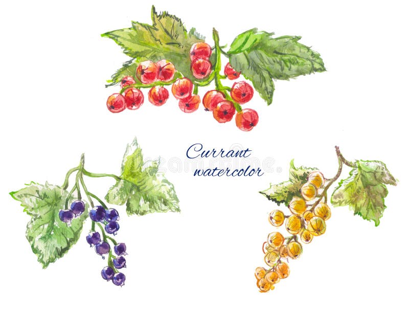Red Currant Bush Stock Illustrations – 214 Red Currant Bush Stock ...