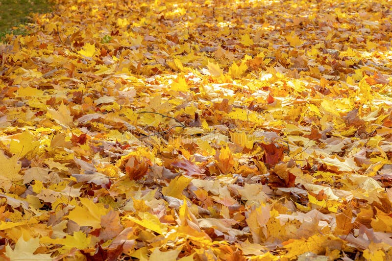 Fall Leaves on the ground stock image. Image of fall - 335927697