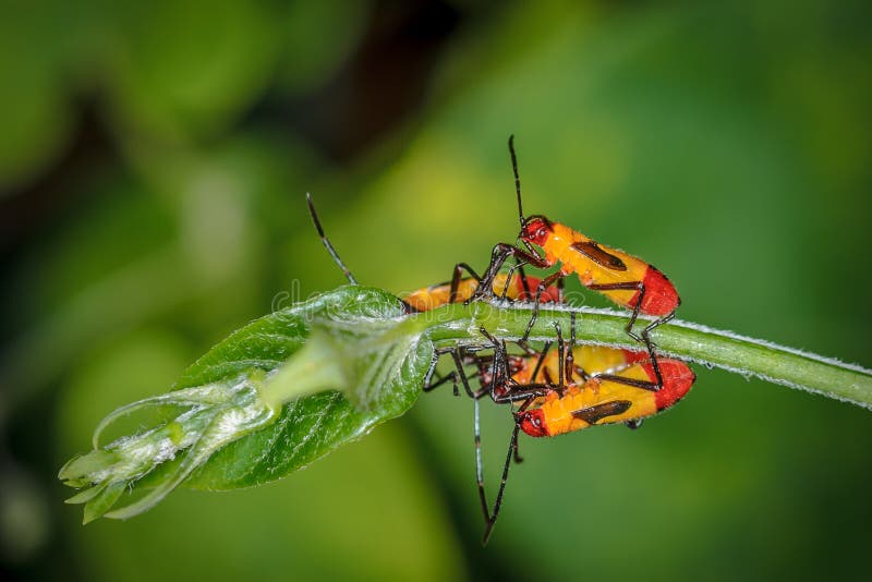 Yellow and Red Bugs on a Bush Stock Photo - Image of green, insect ...