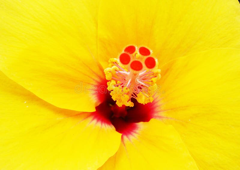 Yellow and red stock image. Image of yellow, flower, contrast - 63778641