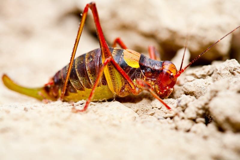 1,063 Cute Cricket Stock Photos - Free & Royalty-Free Stock Photos from ...