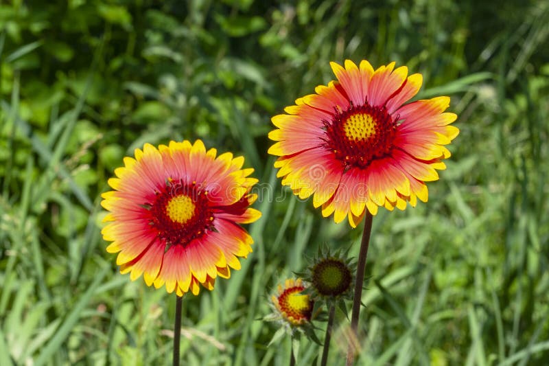 Macro Red And Yellow Daisies Stock Photo - Image of cutout, easter ...