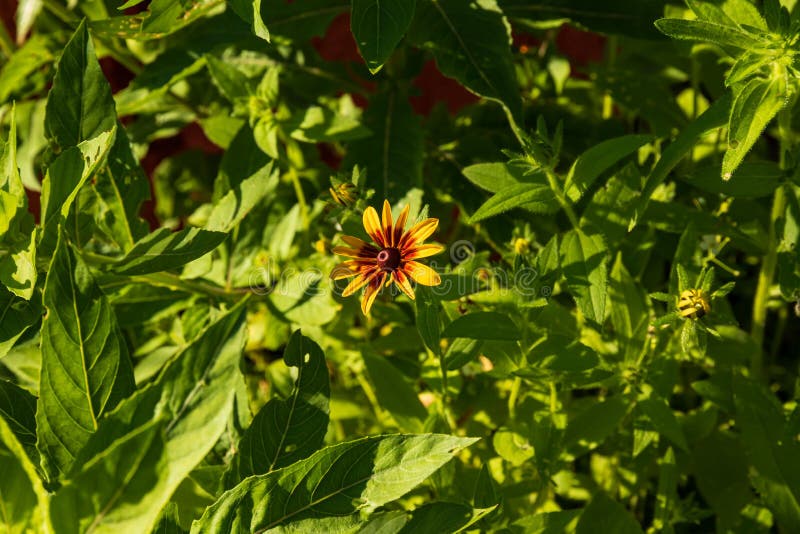 Yellow and Red Daisy Poking Out from the Surrounding Plants Stock Image ...