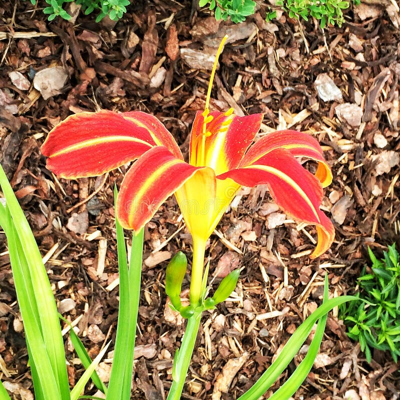 Yellow red daylily stock photo. Image of europe, yellow - 44365330