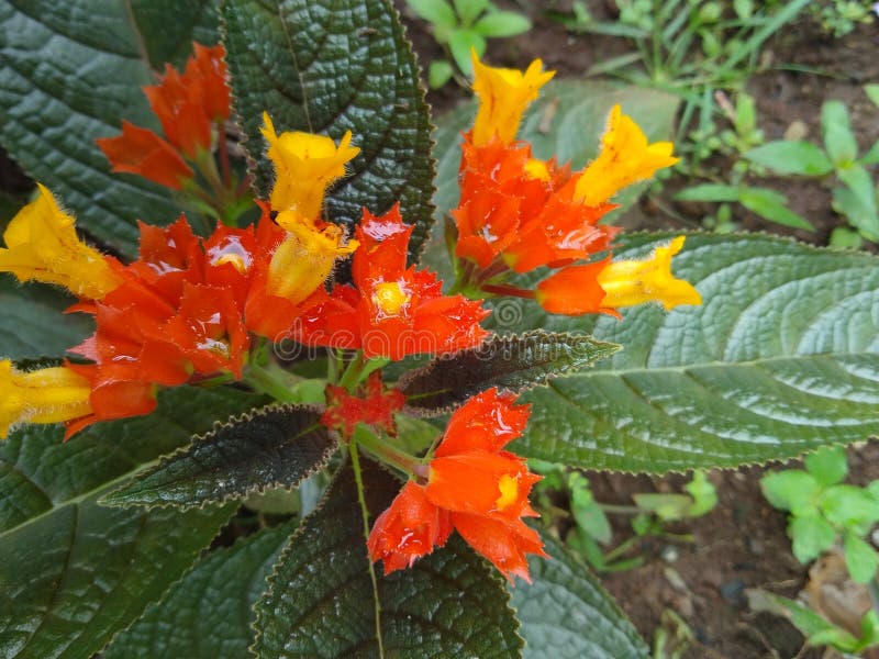 Yellow and Red Devils Flower Stock Photo - Image of evergreen, garden ...