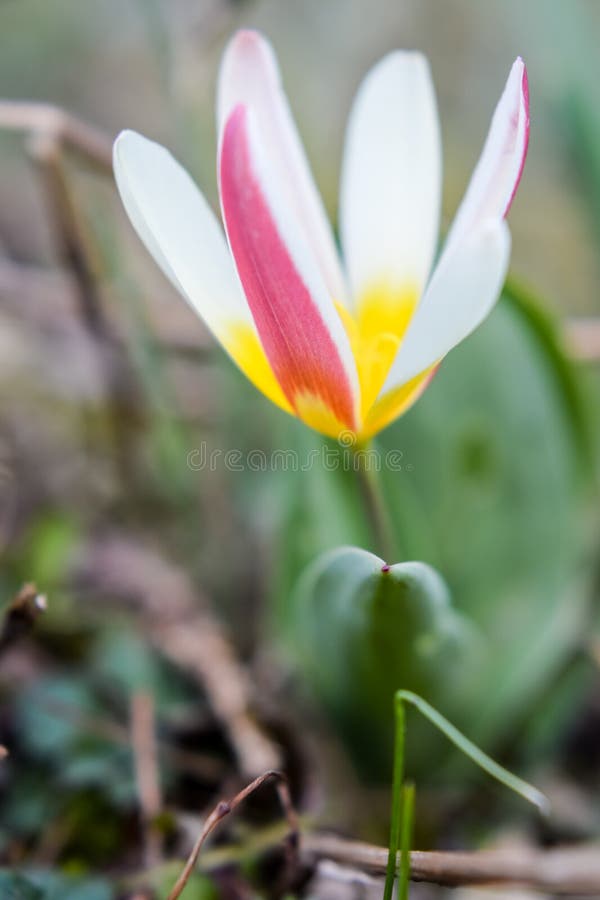 Yellow and red Dwarf Tulip stock image. Image of love - 68473669