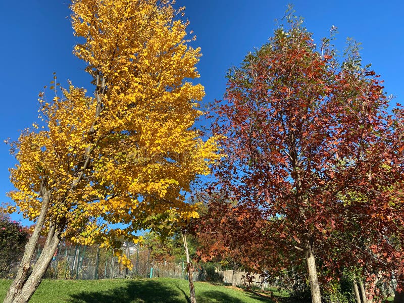 Yellow and Red Fall Foliage Trees at the Park Stock Image - Image of ...
