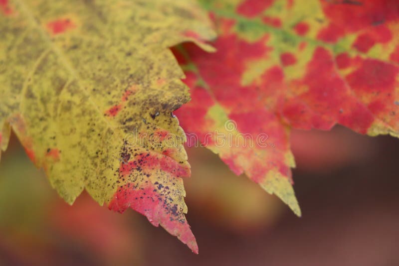 Yellow and Red Fall Leaf Tips in a Row Stock Photo - Image of spots ...
