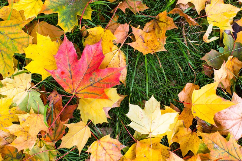 Yellow and Red Fallen Leaves on Green Grass Stock Photo - Image of ...
