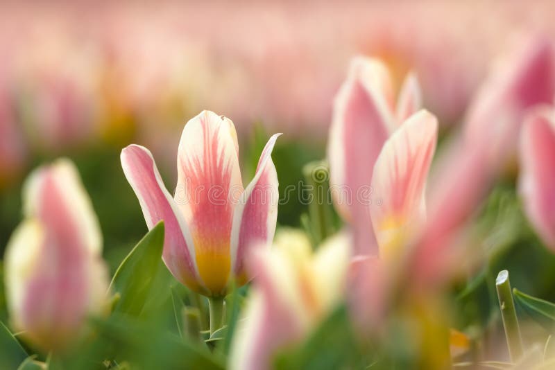 Red and Yellow Flamed Tulips Stock Image - Image of floral, holland ...