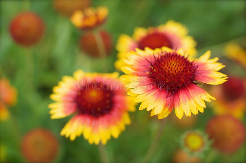 Yellow and Red Flower Background Stock Photo - Image of blooms, field ...