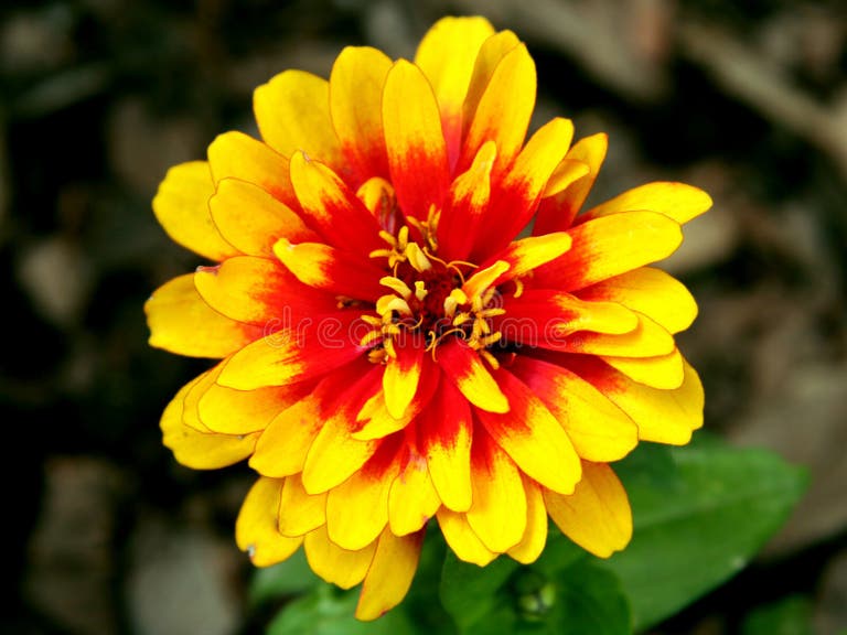 Yellow-red flower close-up stock photo. Image of aloha - 4139424