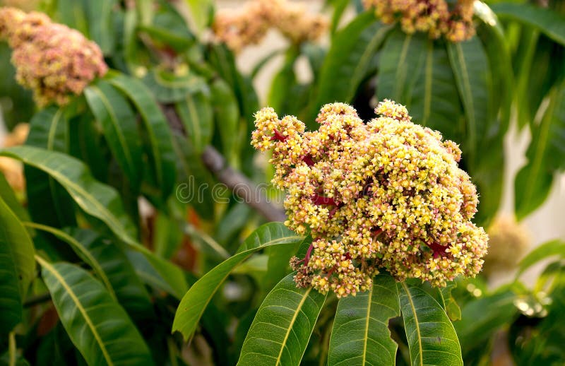 Yellow and Red Flowering Mango Tree with Green Leaves Stock Image ...