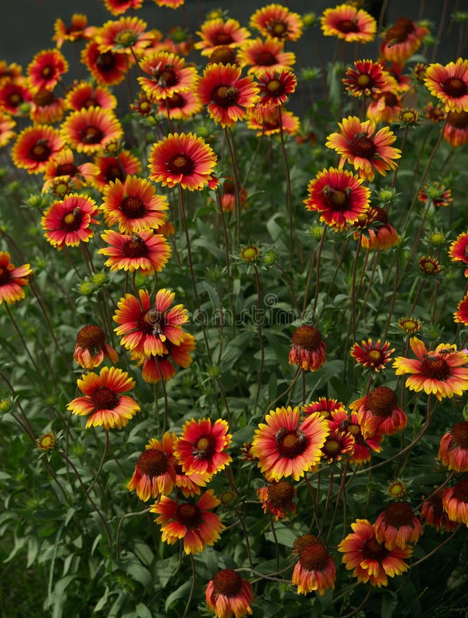 Yellow-red flowers stock image. Image of yellow, natural - 1834557