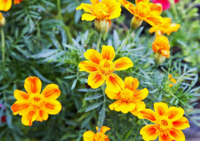 Yellow and Red Flowers in a Garden Stock Image - Image of yellow ...