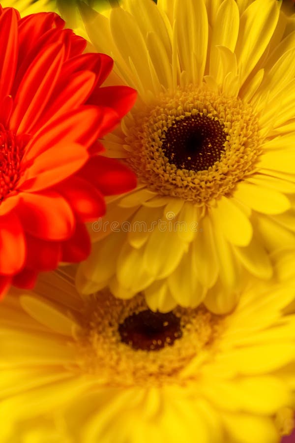 Yellow and Red Flowers, Red and Yellow Gerber, Red and Yellow Flowers ...
