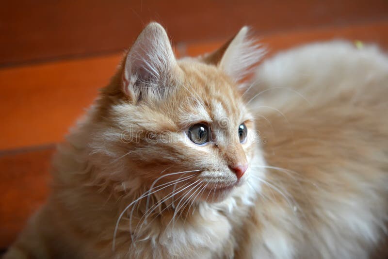 Yellow Red Ginger Cat at Home Stock Photo - Image of furry, ginger ...