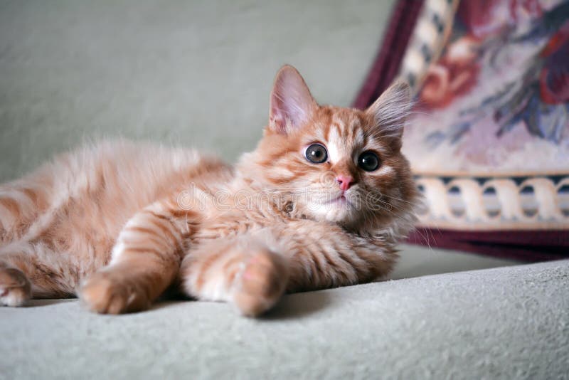 Yellow Red Ginger Cat at Home Stock Image - Image of house, beautiful ...