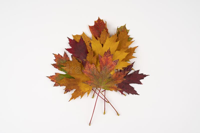 Yellow, Red and Green Fallen Autumn Stack of Leaves Isolated on White ...
