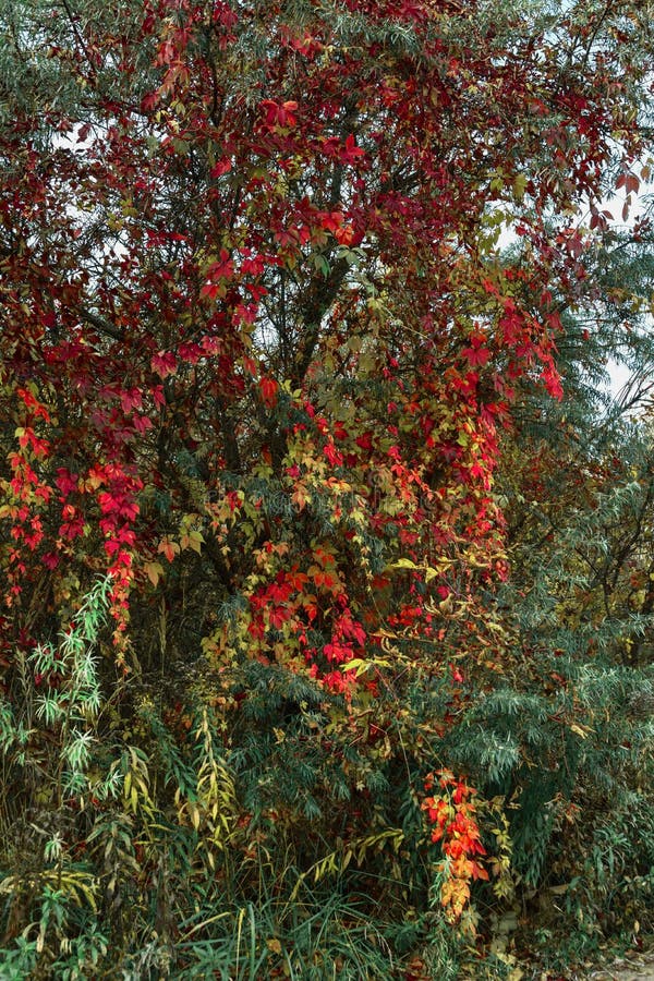 Yellow, Red and Green Leafage of Wild Vine on a Tree in Autumn Forest ...