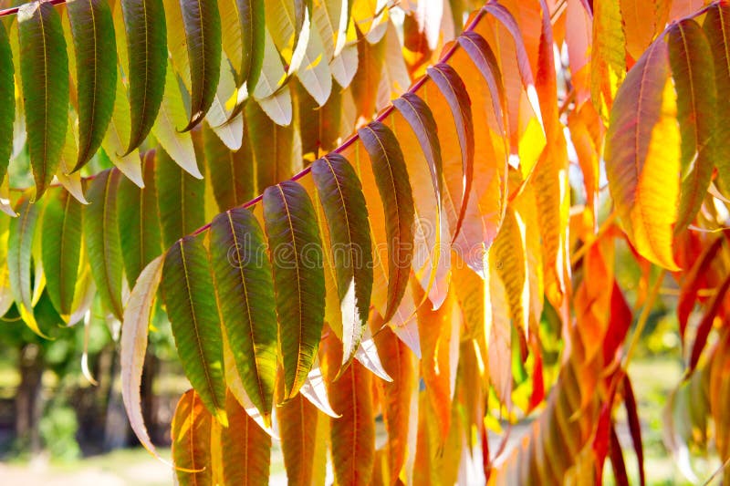 Yellow-red-green Oblong Tree Leaves in Autumn Stock Photo - Image of ...