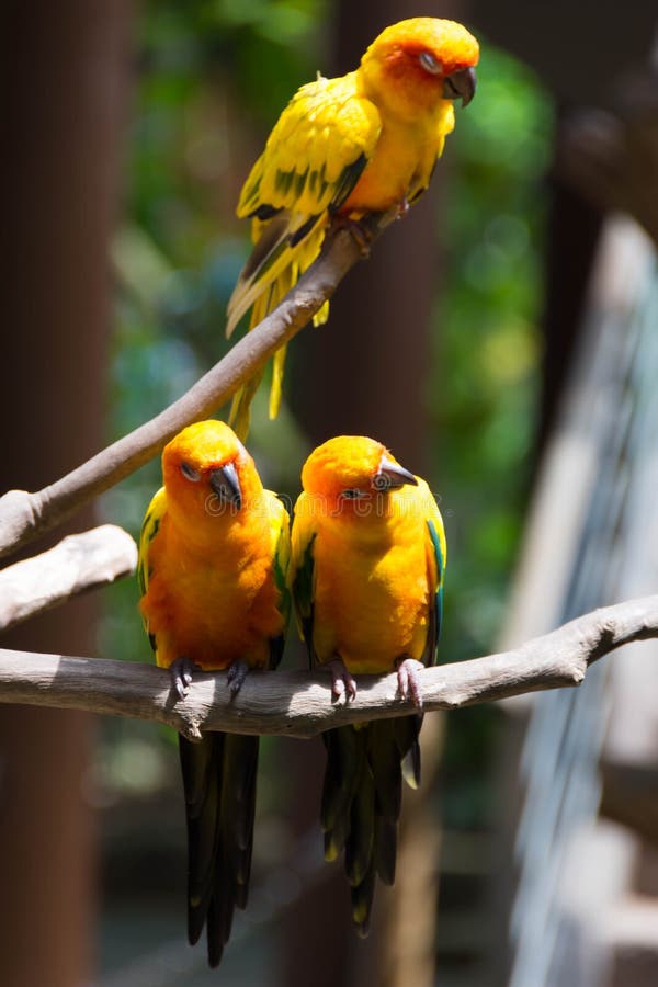 Yellow Red and Green Parrot or Macaw in a Park Stock Photo - Image of ...