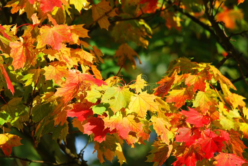 Yellow and Red Leaf Trees stock photo. Image of tree - 89508308