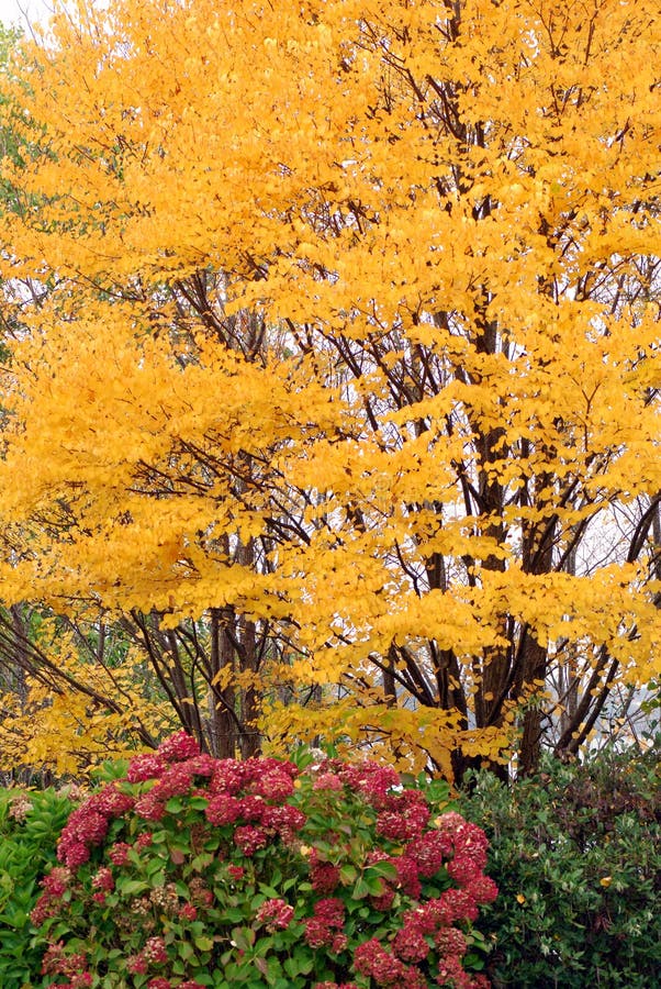 Yellow And Red Leaves Picture. Image: 3366567