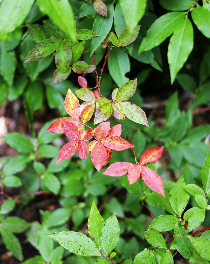 Yellow and Red Leaves on the Branch in the Autumn Forest Stock Photo ...