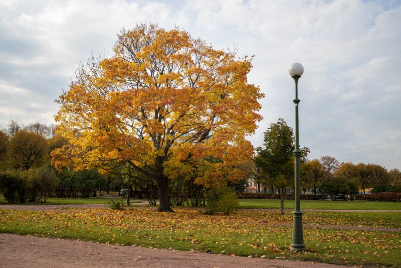 Yellow-red Maple in the Park Stock Image - Image of tourism, beautiful ...