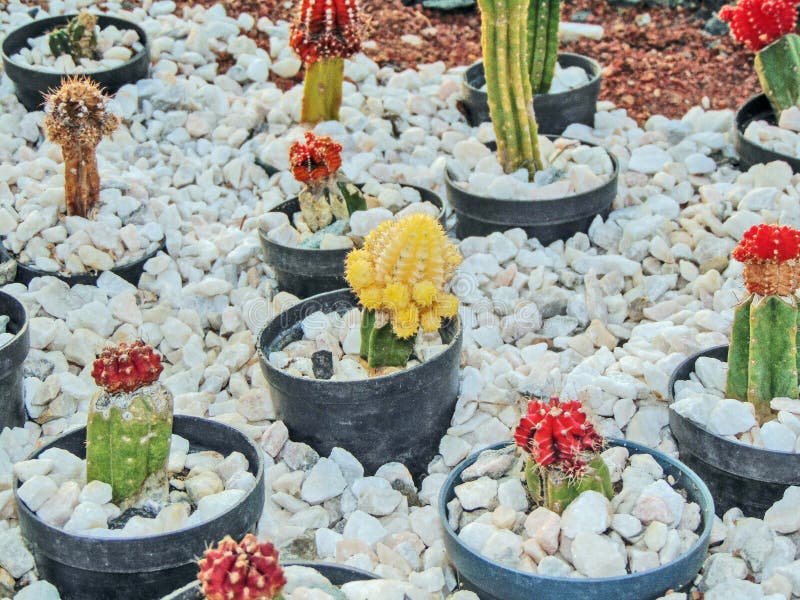Yellow and Red Moon Cactus in the Pot Stock Photo - Image of nice, cact ...