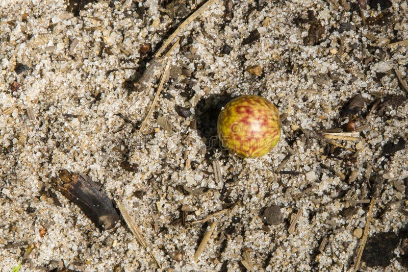 Yellow and Red Oak Apple Gall Stock Photo - Image of wasp, nature: 58361924