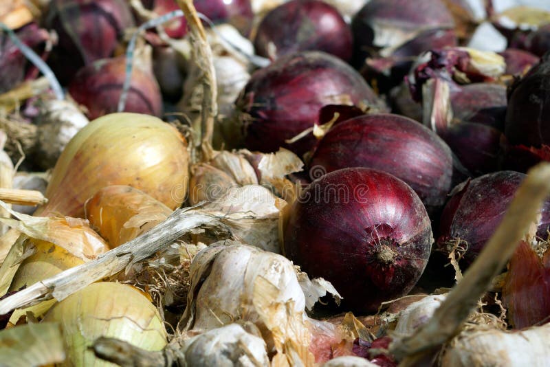 Yellow and Red Onion Drying in the Sun. Close Up. Stock Image - Image ...