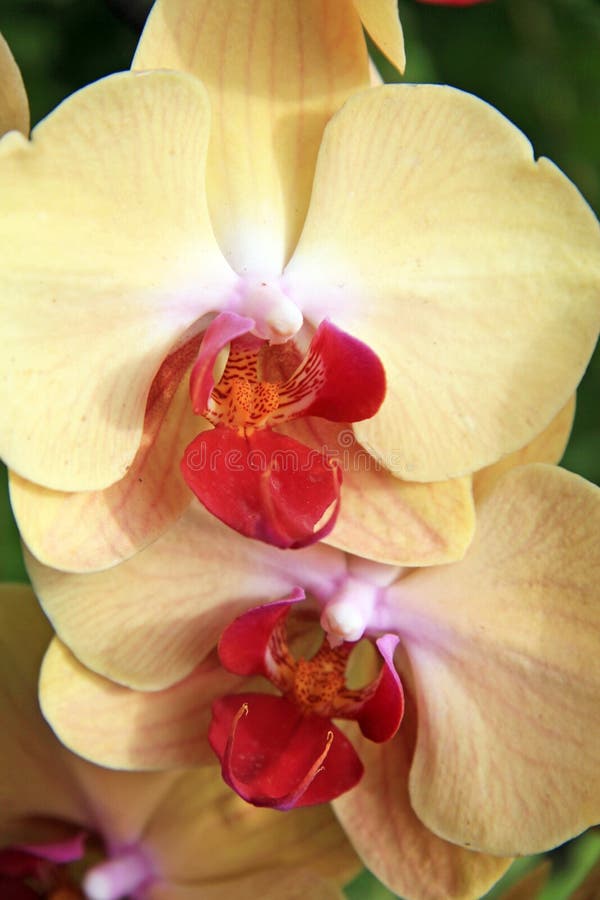 Yellow-red orchids stock image. Image of orchids, petals - 47325929