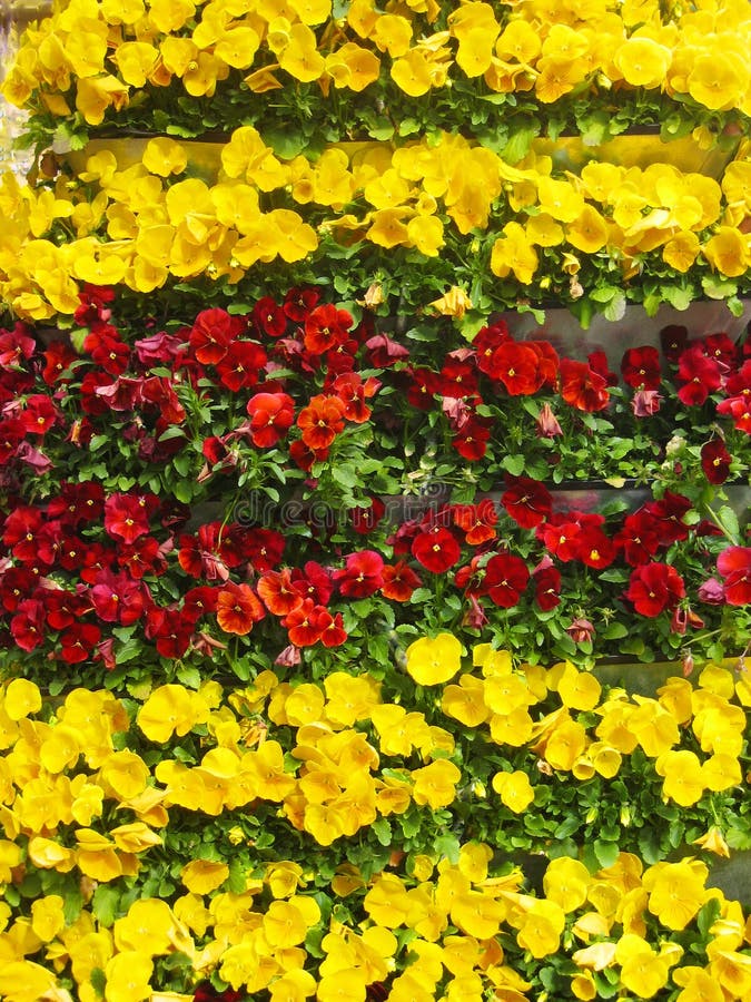 Yellow and red pansies stock image. Image of flowering - 14560839