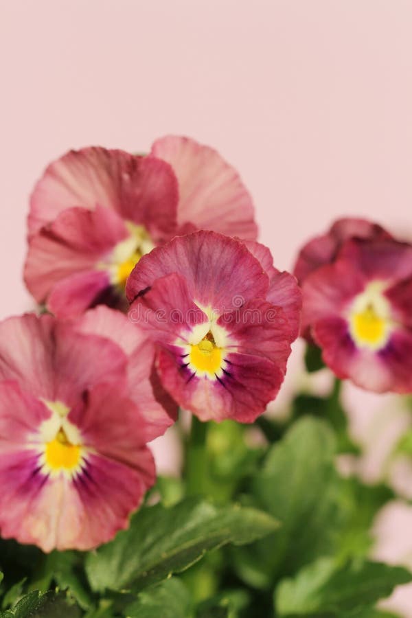 Yellow and Red Pansy Flowers Stock Photo - Image of orchid, spring ...
