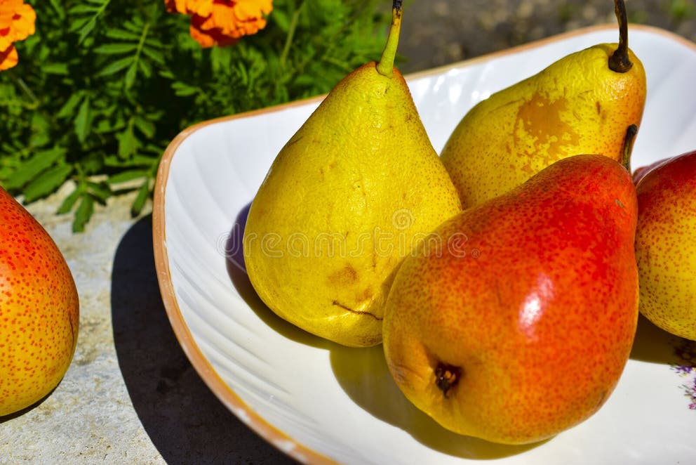 Yellow and Red Pears on a Plate in the Summer in the Greenery Stock ...